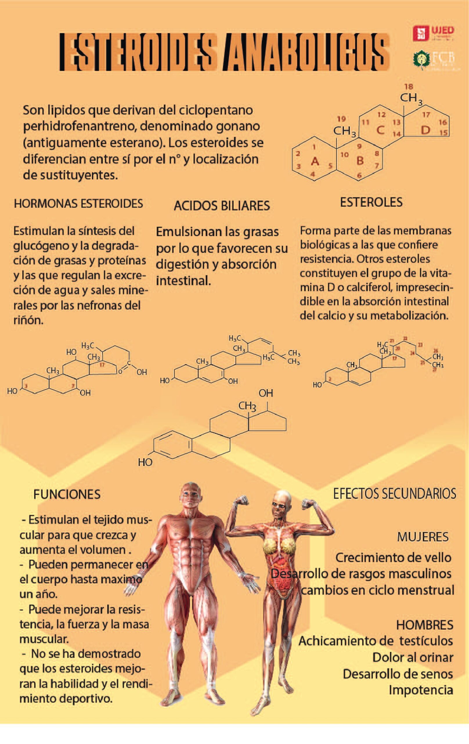 77) BIOQUÍMICA DE LOS ESTEROIDES ANABÓLICOS – freicba