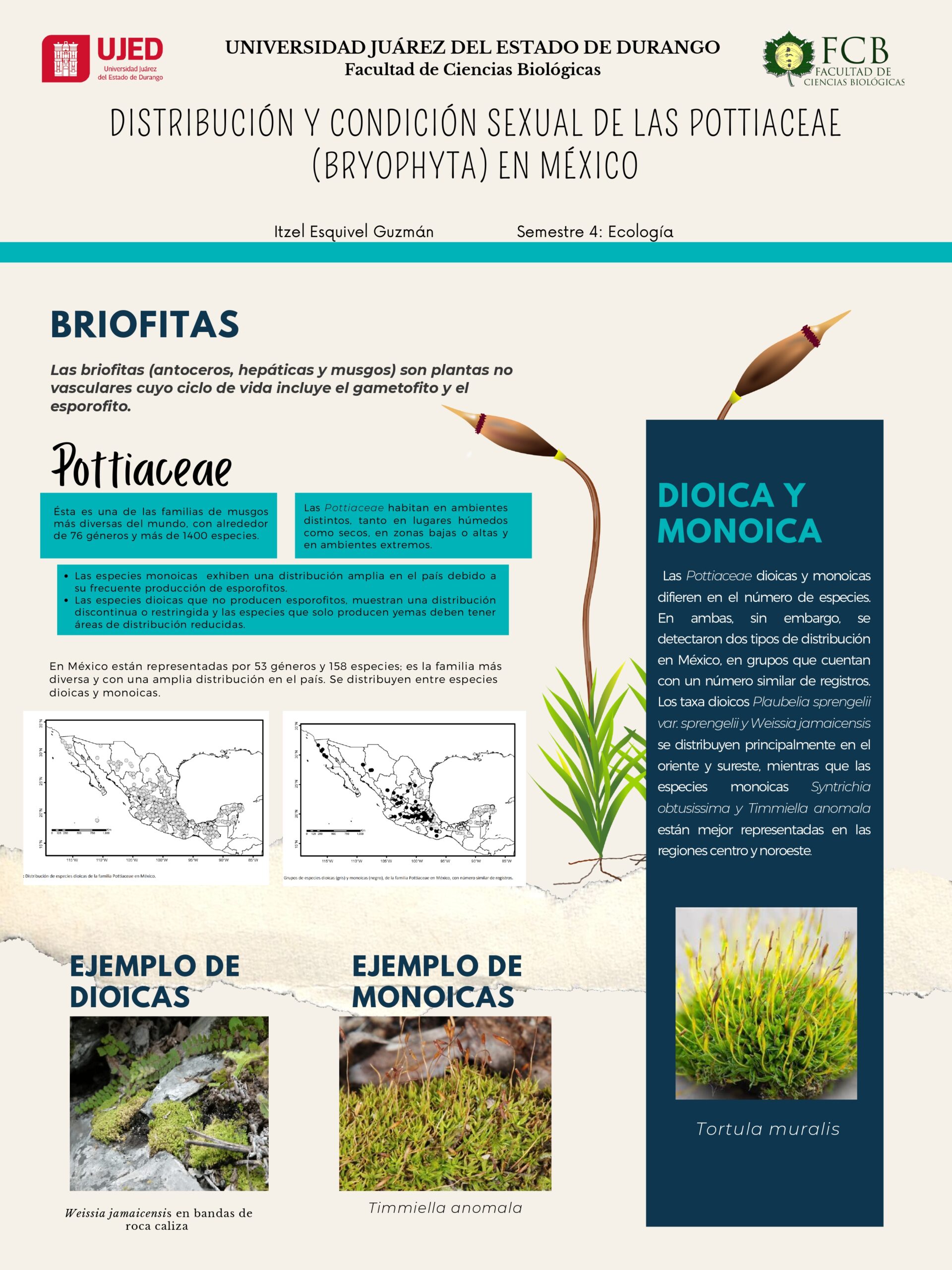 5) DISTRIBUCIÓN Y CONDICIÓN SEXUAL DE LAS POTTIACEAE (BRYOPHYTA) EN ...